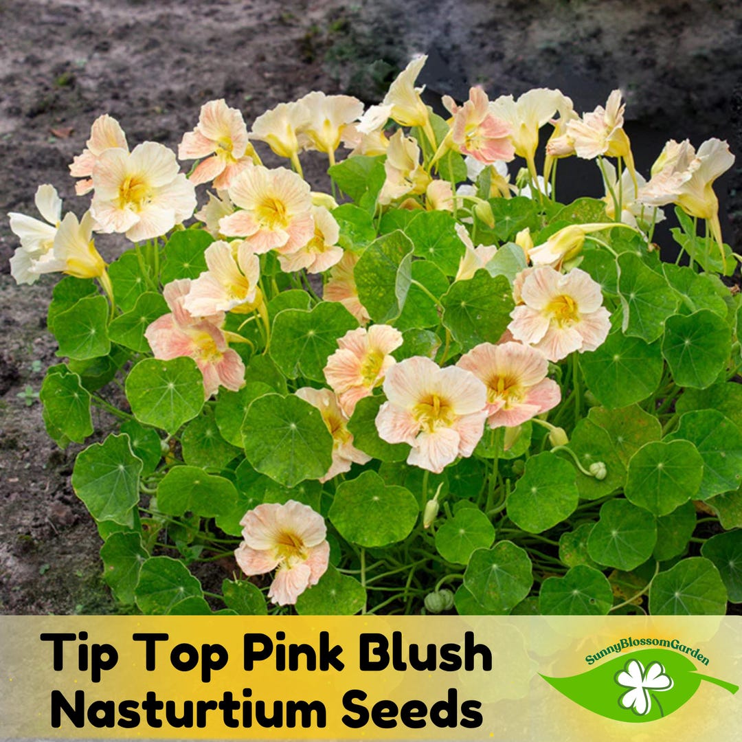 5+ Seeds| Tip Top Pink Blush Nasturtium Seeds - Fast Growing - Open ...