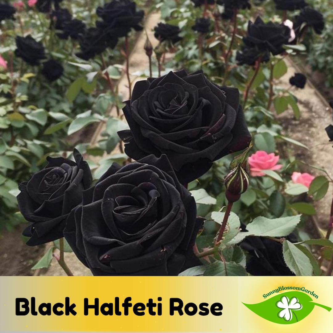 15+ Seeds| Black Halfeti Perennial Flowers Rose Seeds - Rosa ...
