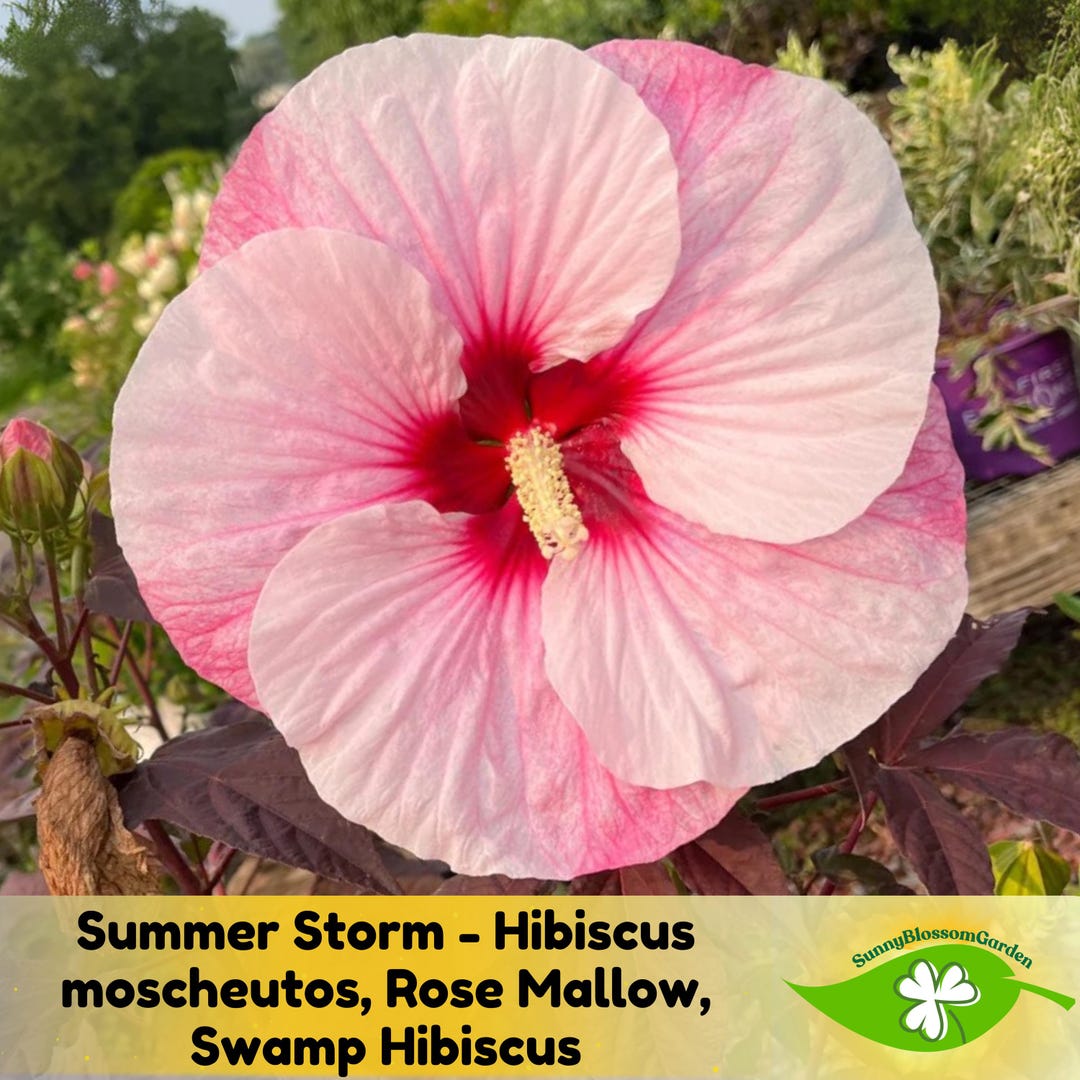15+ Summer Storm Hibiscus Seeds: Rose Mallow, Fast Growing - Etsy