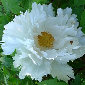 5+ Seeds| Renkaku Tree Peony Seeds - Peony Flower – Paeonia – Perennial ...