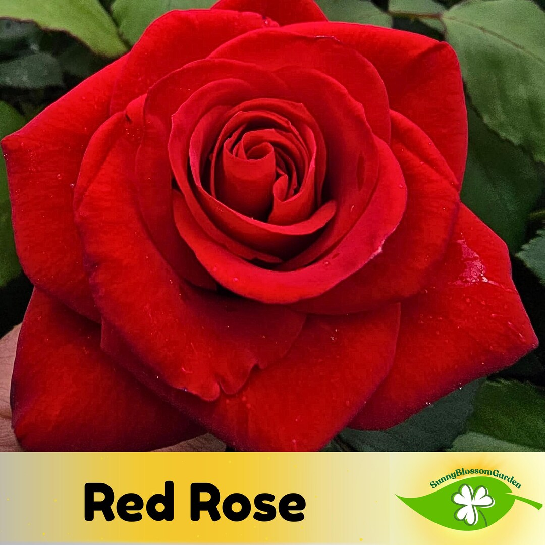 15+ Seeds| Red Rose Seeds - Flower Seeds - Rose Garden - Rosa ...