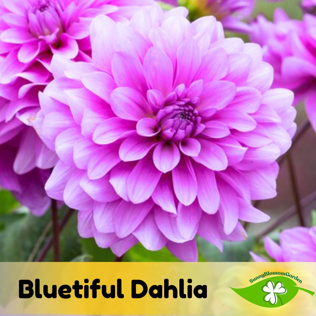 20+ Seeds| Bluetiful Dahlia Seeds - Perennial – Plant in Spring - Fast ...