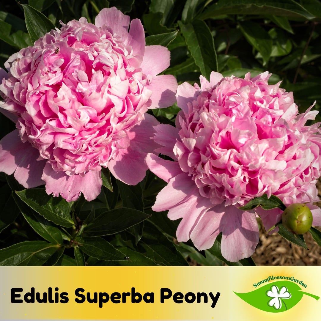 5+ Seeds| Edulis Superba Peony Seeds - Peony Flower – Paeonia ...