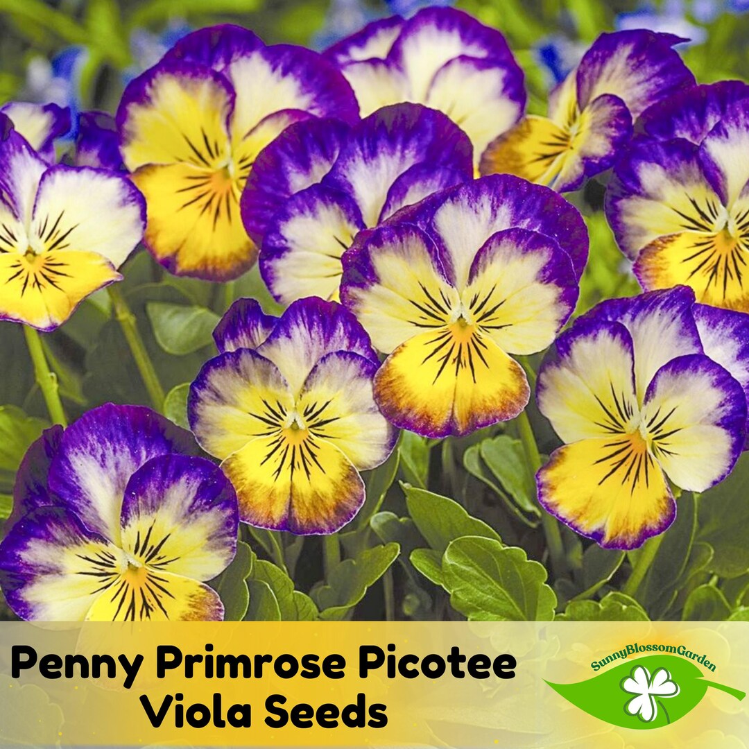 15+ Seeds| Penny Primrose Picotee Viola Seeds - Open-pollinating - Self ...