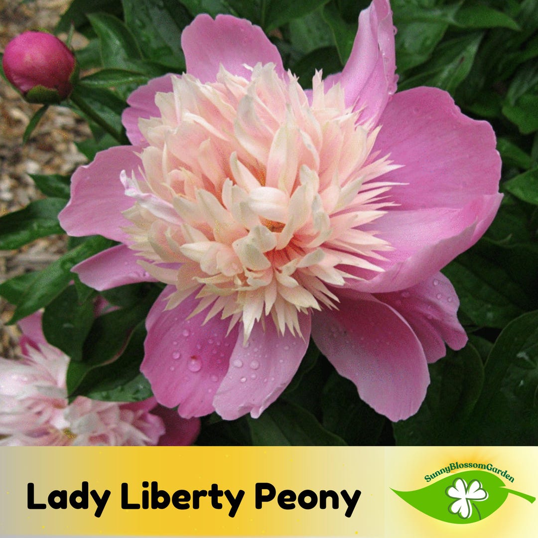5+ Seeds| Lady Liberty Peony Seeds - Peony Flower – Paeonia – Perennial ...