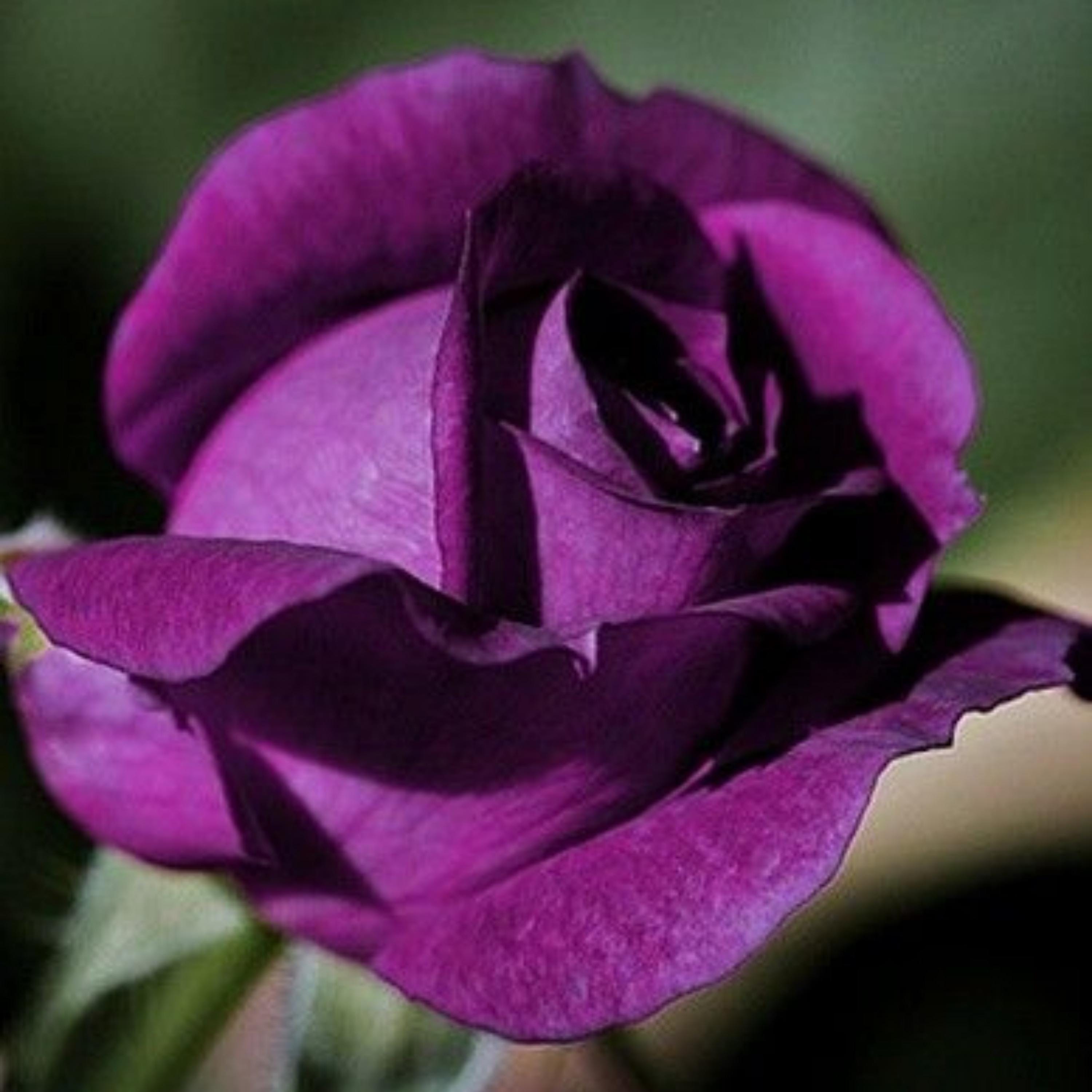 15+ Seeds| Dark Purple Rose Seeds - Flower Seeds - Rose Garden ...