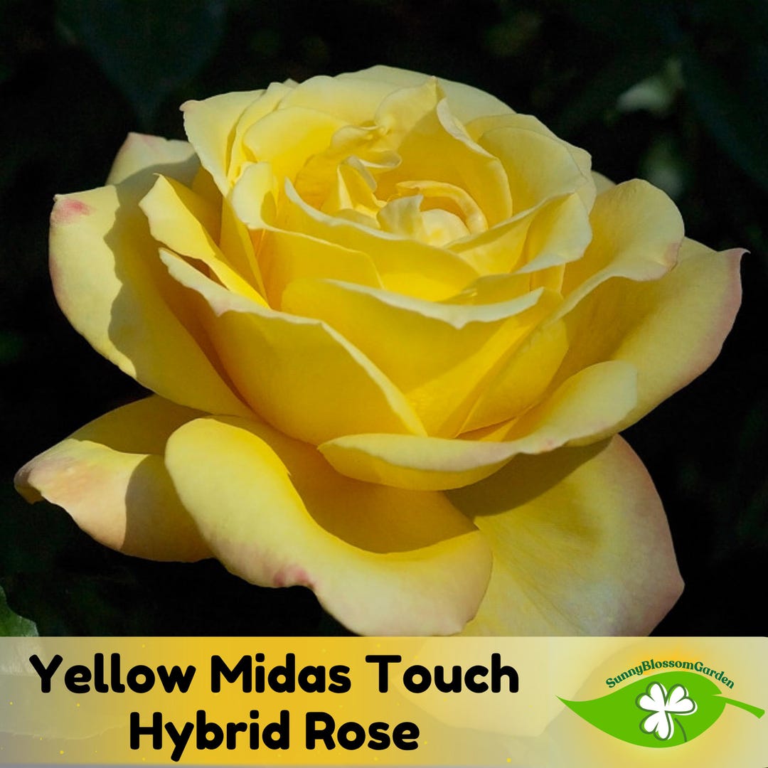 15+ Seeds| Yellow Midas Touch Hybrid Flower Rose Seeds - Rosa ...