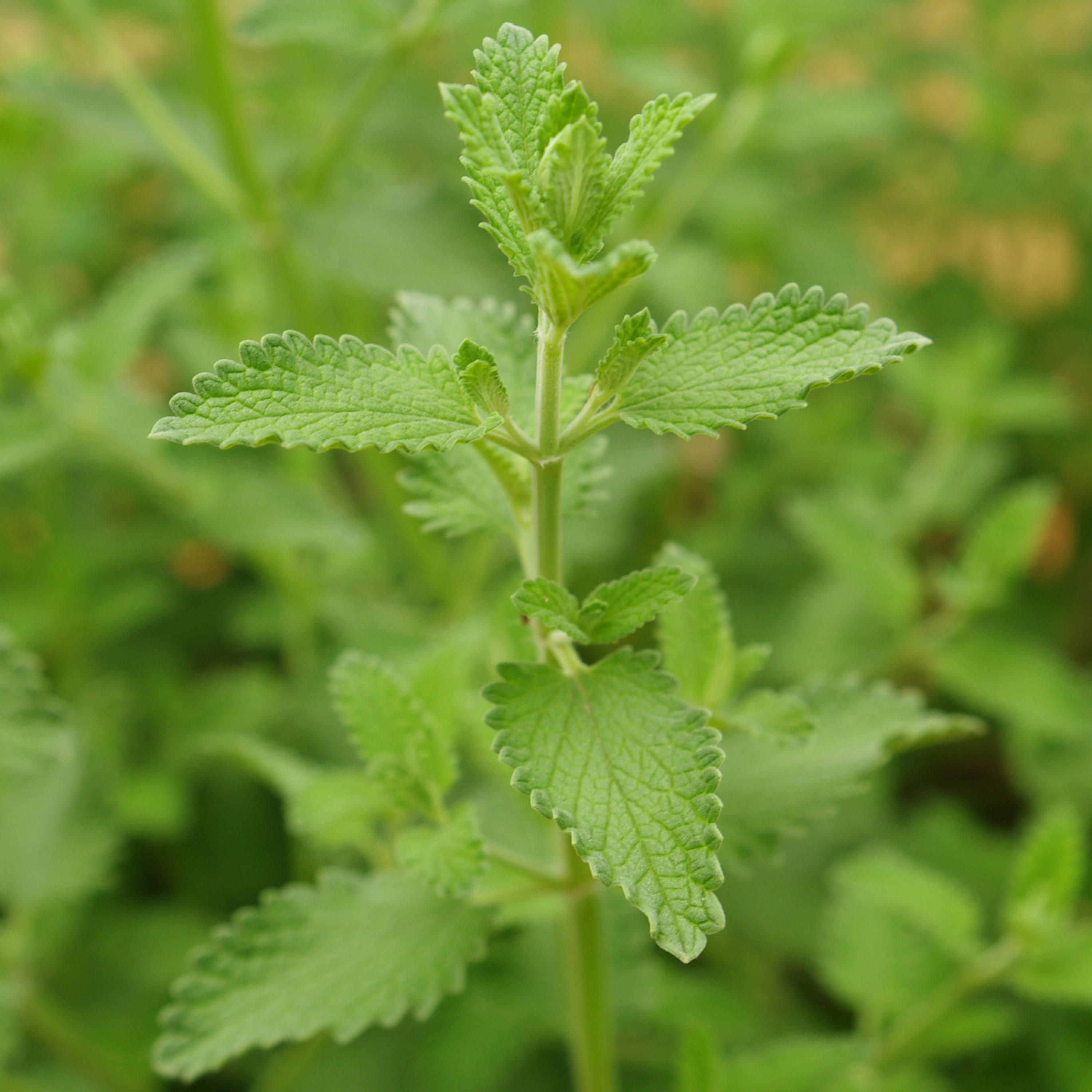 Catnip Seeds: Heirloom Nepeta Cataria, Herb Garden Starter - Etsy