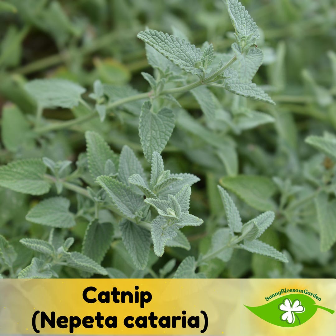 Catnip Seeds: Heirloom Nepeta Cataria, Herb Garden Starter (20 Seeds ...