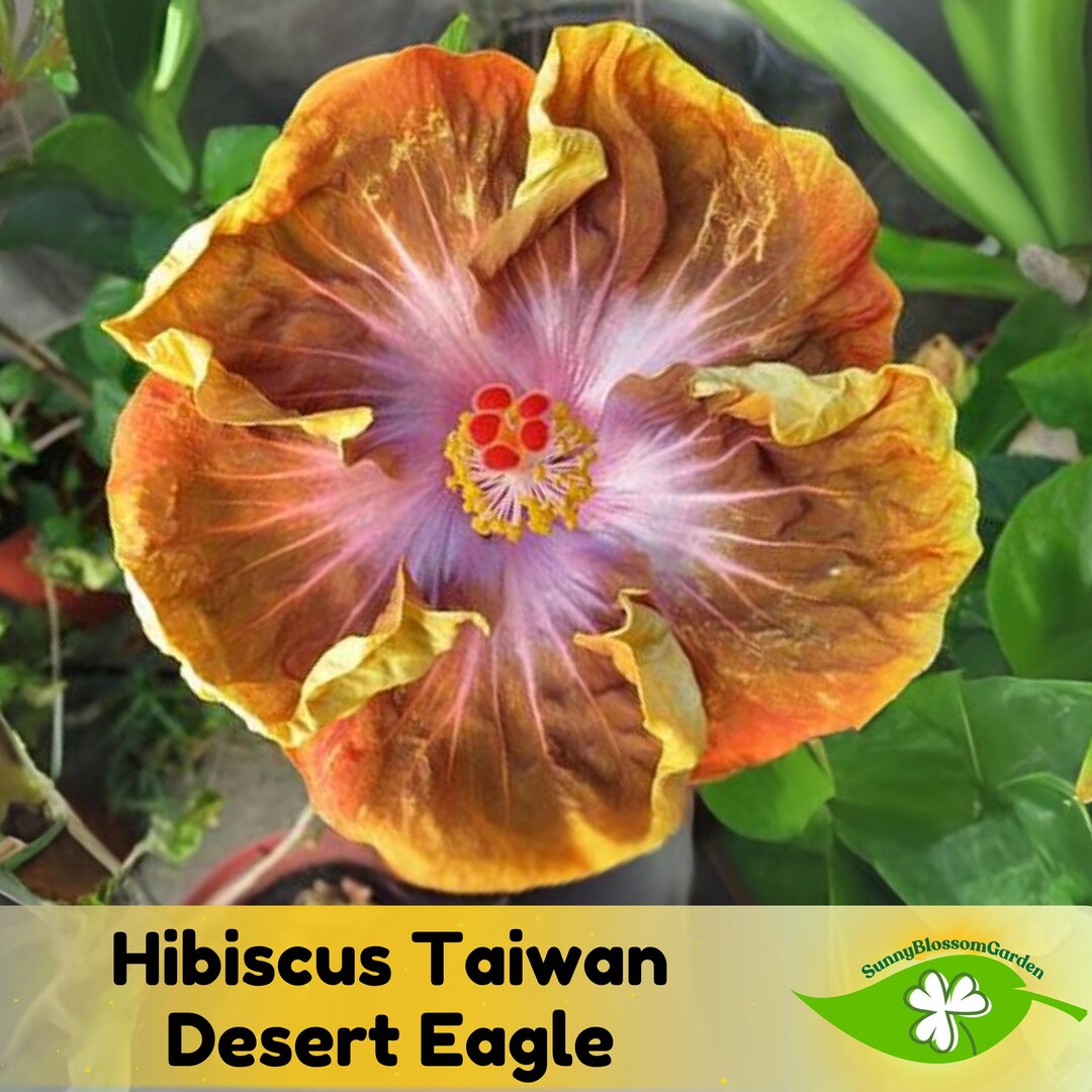 Taiwan Desert Eagle Hibiscus Seeds - Fast Growing Bush & Shrub - Etsy