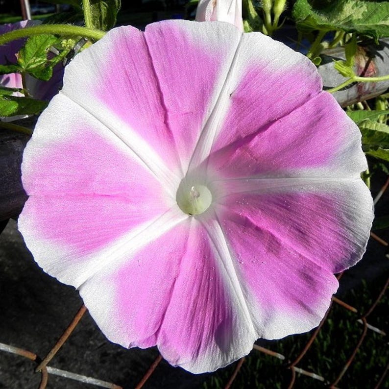 15+ Seeds| Light Pink Fuji No Momo Morning Glory Seeds- Vine Seeds ...
