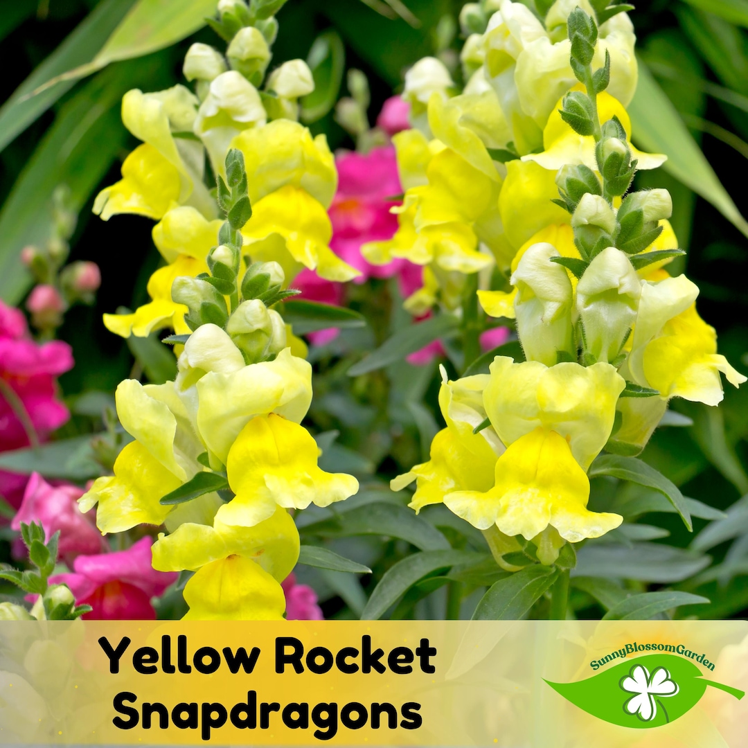 15+ Seeds| Yellow Rocket Snapdragons Seeds - Cold Resistant -attracts ...