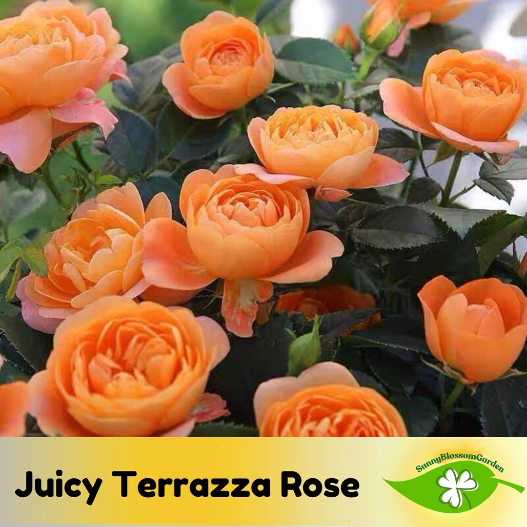 15+ Seeds| Juicy Terrazza Rose Seeds - Perennial - Rosa - Flower Garden ...