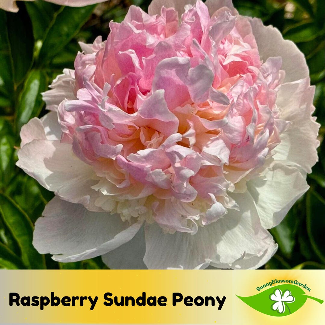 5+ Seeds| Raspberry Sundae Peony Seeds - Peony Flower – Paeonia ...