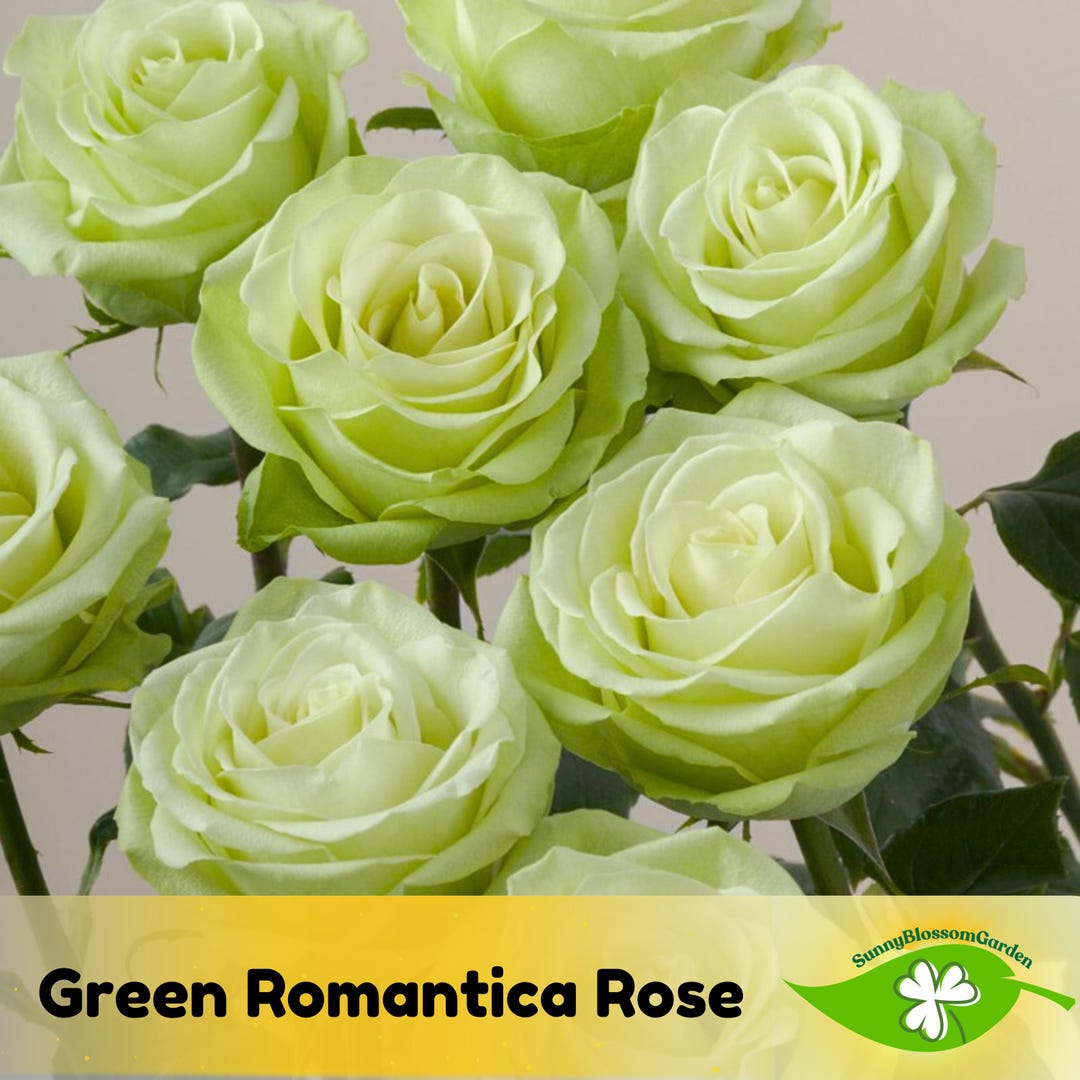 Green Romantica Rose Seeds: Perennial Garden Flower (15+ Seeds) - Etsy