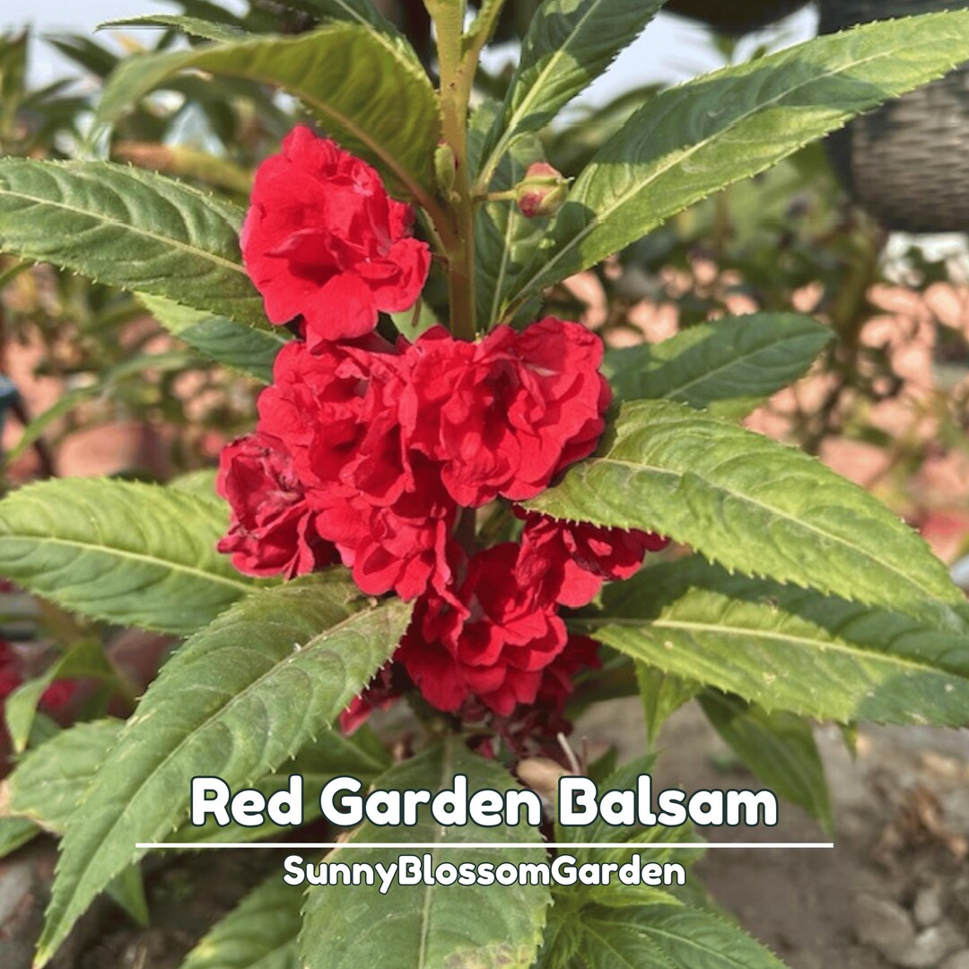 Red Balsam Seeds - Impatiens Balsamina - Heirloom Garden Flower ...
