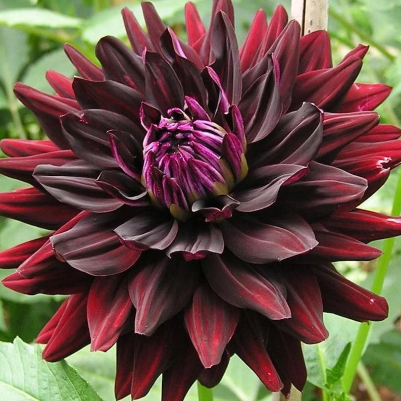 Hollyhill Black Beauty Dahlia Seeds - Open-pollinated, Easy Grow (20 ...