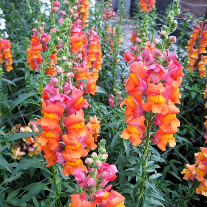 15+ Seeds| Orange Wonder Snapdragon Seeds - Cold Resistant -attracts ...