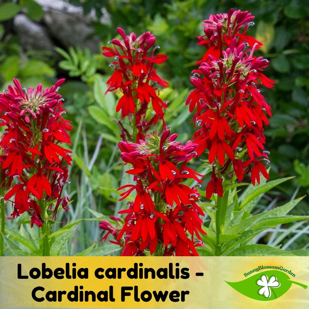 15+ Seeds| Lobelia Cardinalis - Cardinal Seeds- Fast Growing- Open ...