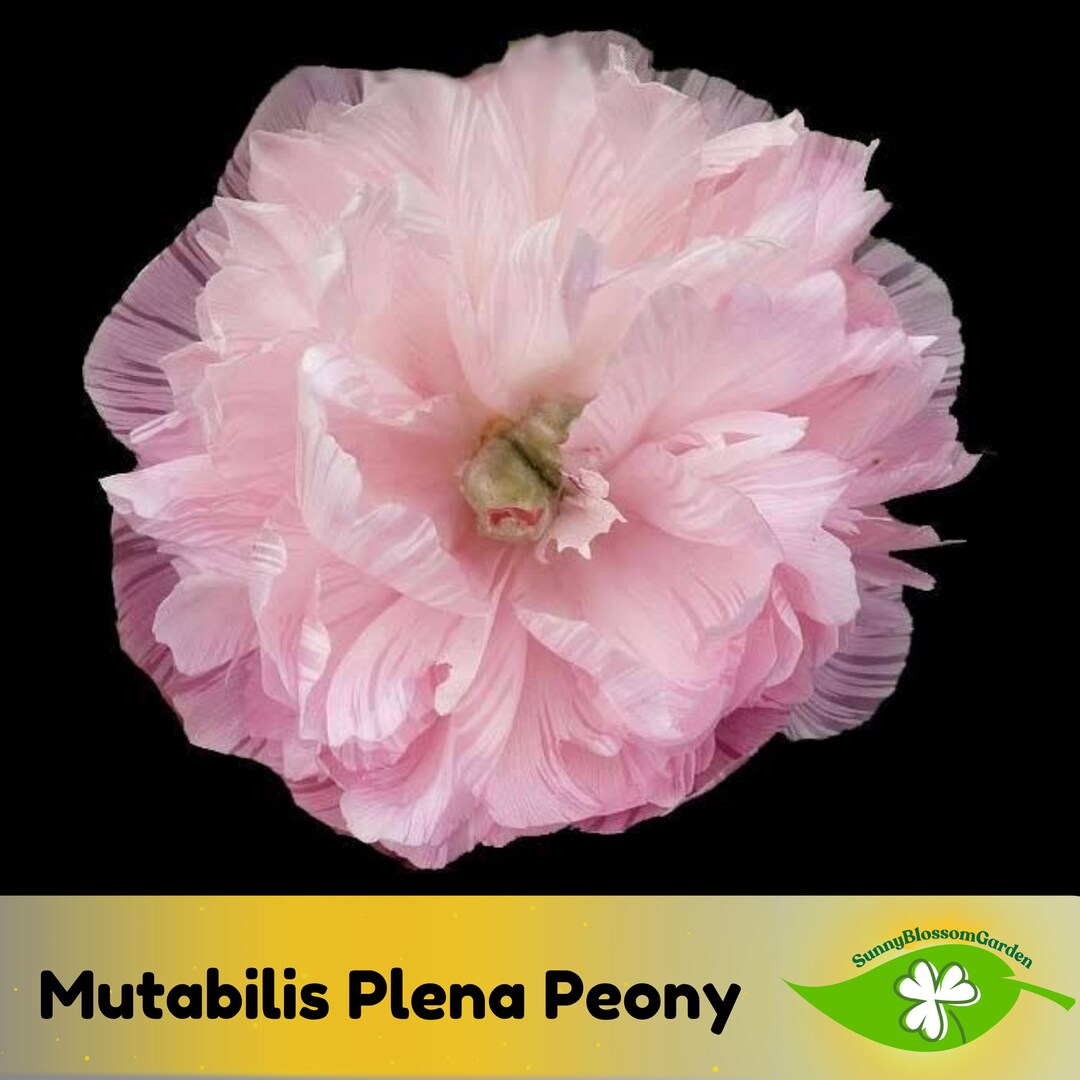 5+ Seeds| Mutabilis Plena Peony Seeds - Peony Flower – Paeonia ...