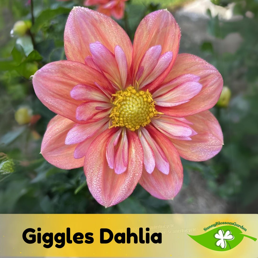 Giggles Dahlia Seeds: Open-pollinated Heirloom Flower Seeds - Etsy