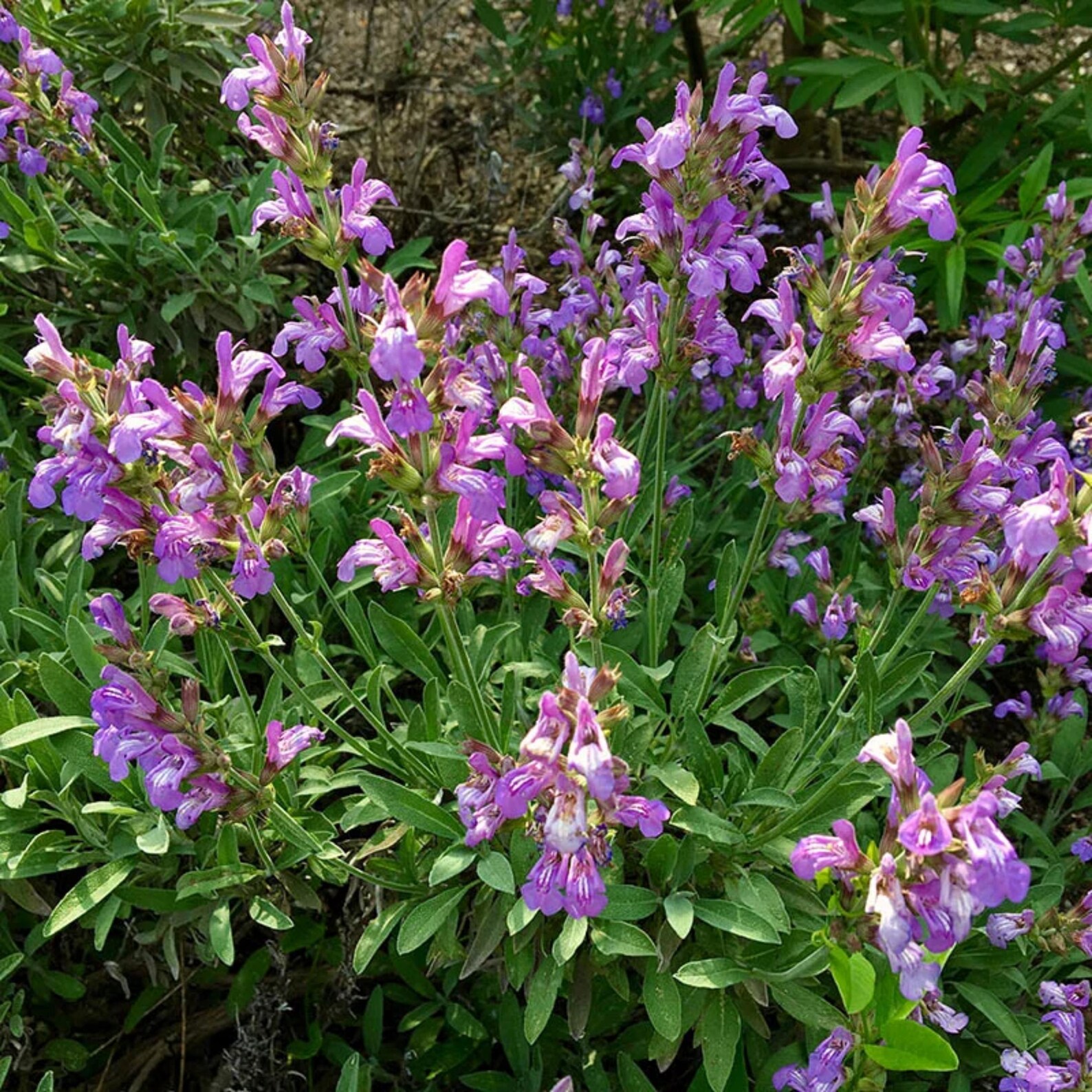 20 Seeds| Broadleaf Sage Seeds - Garden Sage - Common Sage - Salvia ...