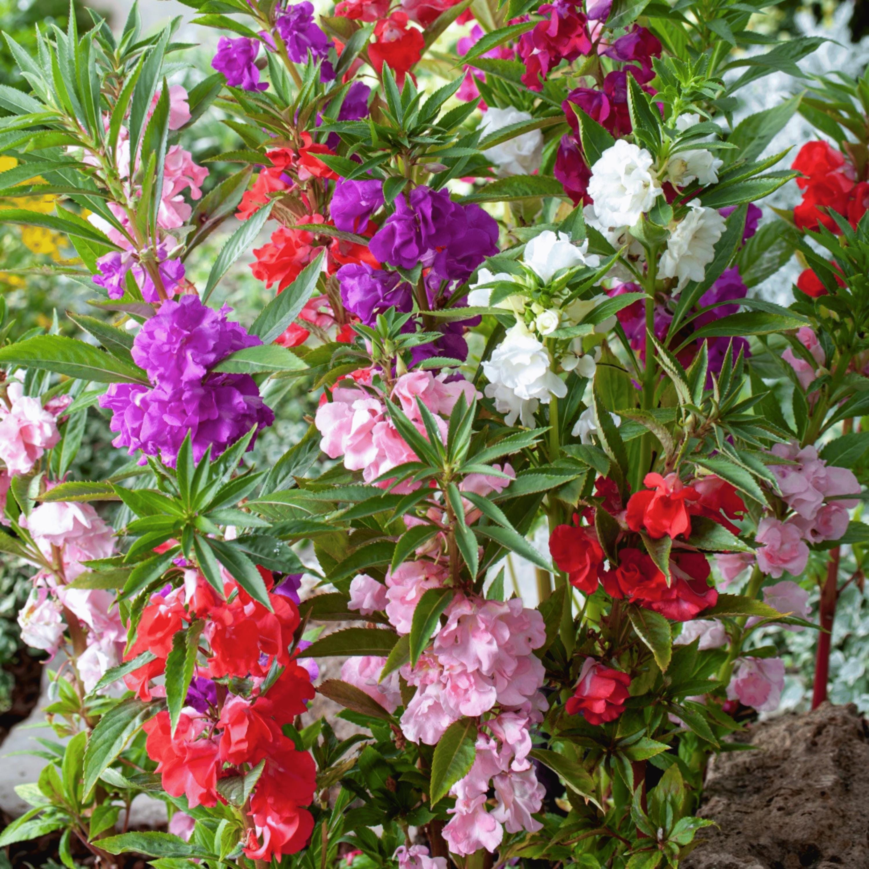 Mixed Colors Balsam Seeds - Impatiens Balsamina Garden Balsam - Pink ...