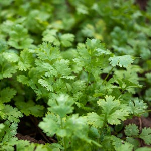 Cilantro Herb Seeds: Non-gmo Coriander, Easy Grow (25 Seeds) - Etsy