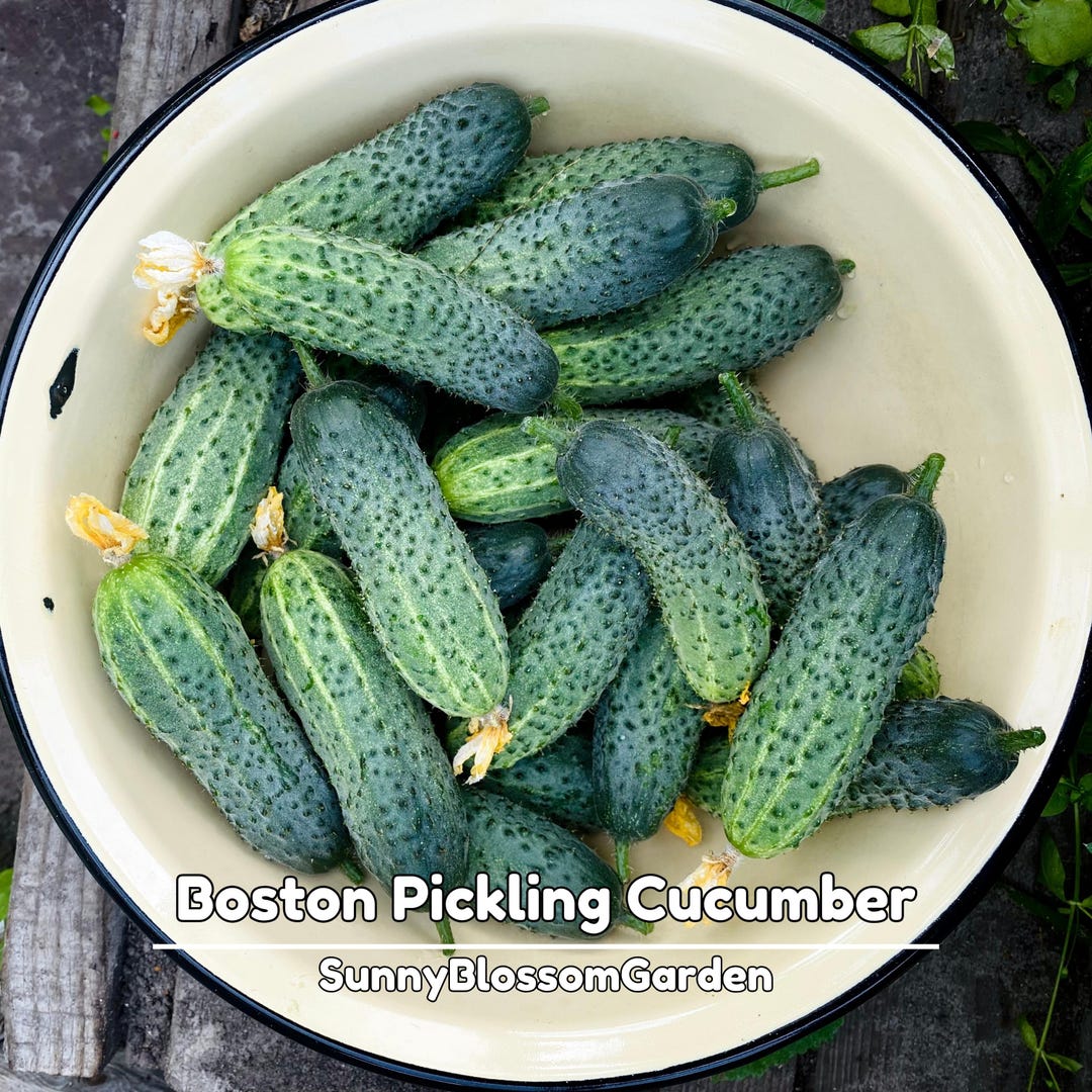 Boston Pickling Cucumber Seeds - Heirloom Pickling Cucumber - Crisp ...