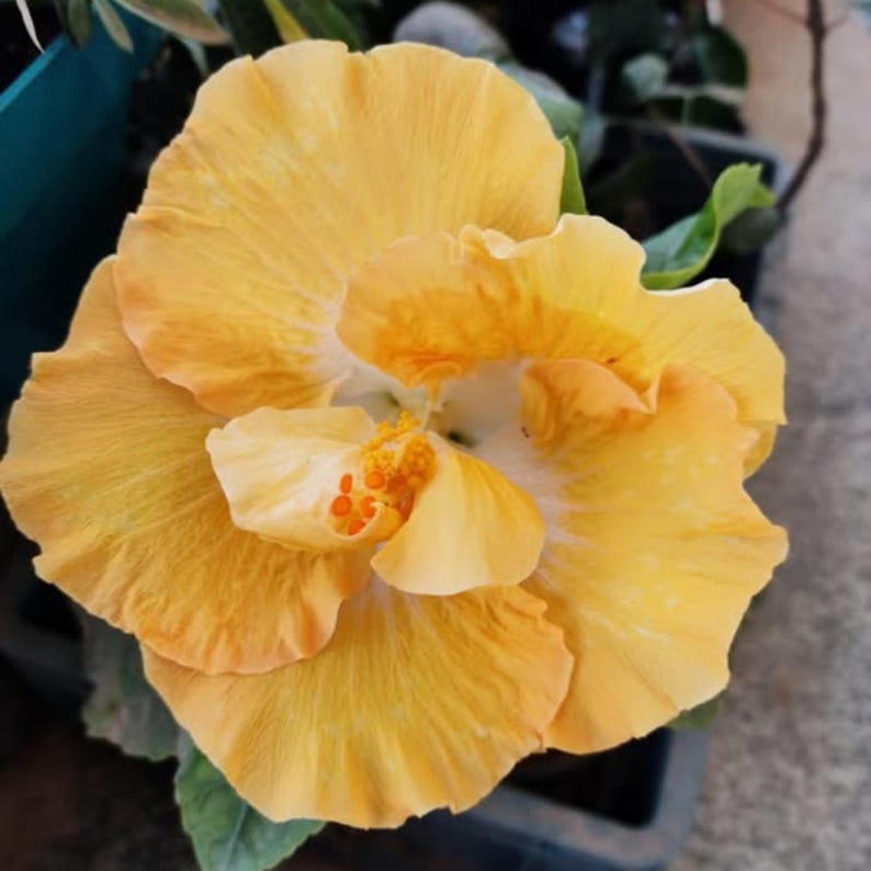 15+ Seeds| "hibiscus “harvest Moon” Seeds - Bush & Shrub Seeds - Fast ...