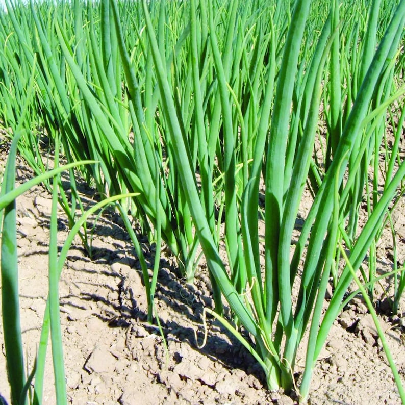 Tokyo Long Bunching Green Onion Seeds - Japanese Scallion (20 Seeds) - Etsy