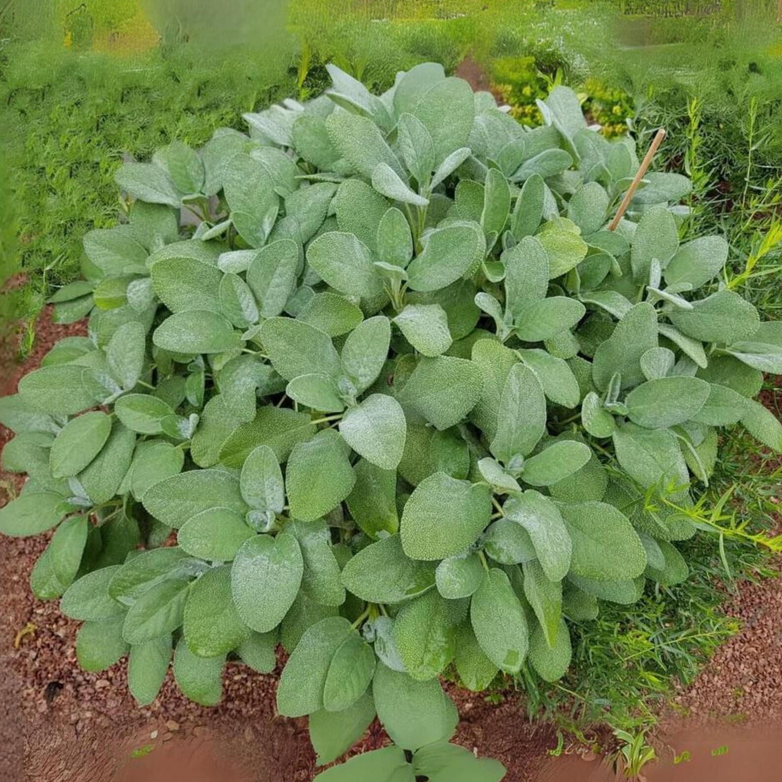 20 Seeds| Broadleaf Sage Seeds - Garden Sage - Common Sage - Salvia ...