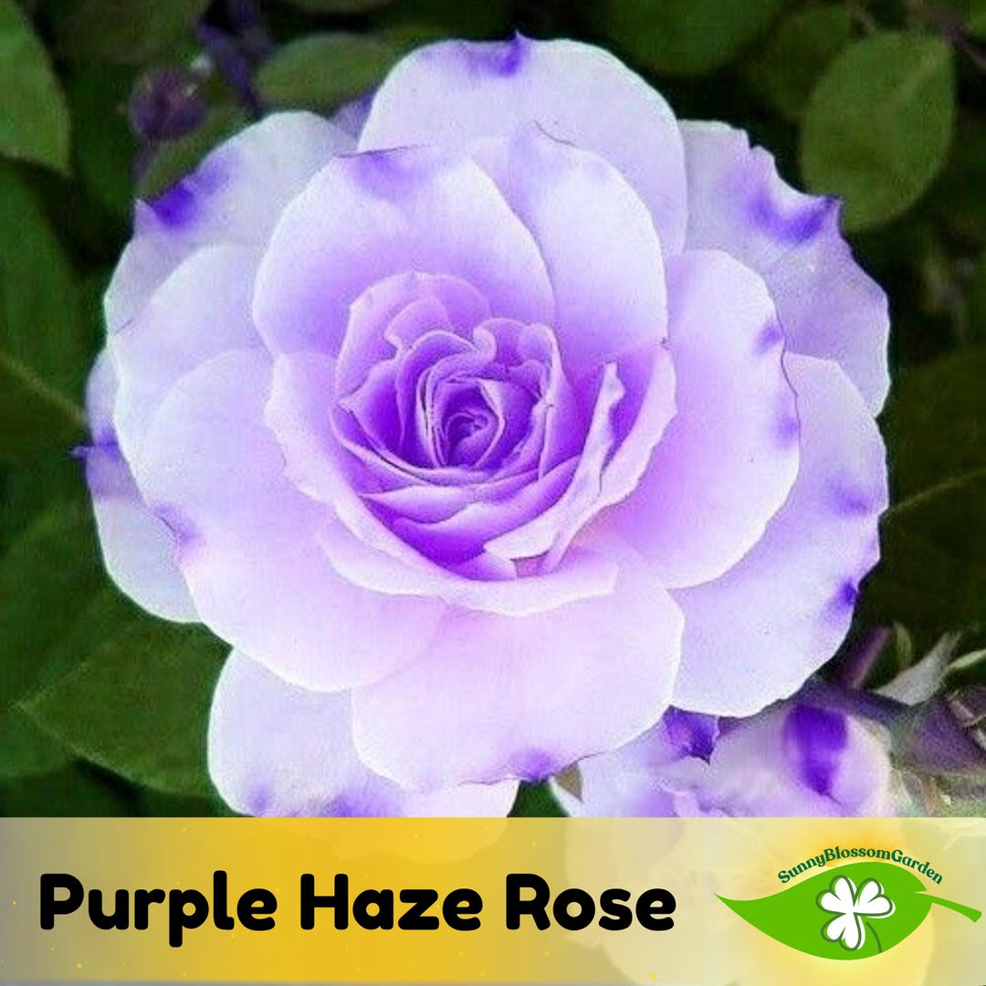 15+ Seeds| Purple Haze Rose Seeds - Rosa - Perennial - Flowering ...