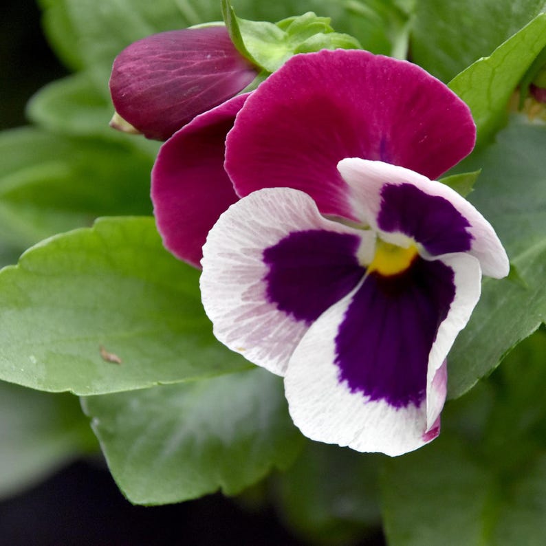 15+ Seeds| Matrix Rose Wing Pansy Seeds - Open-pollinating - Self ...
