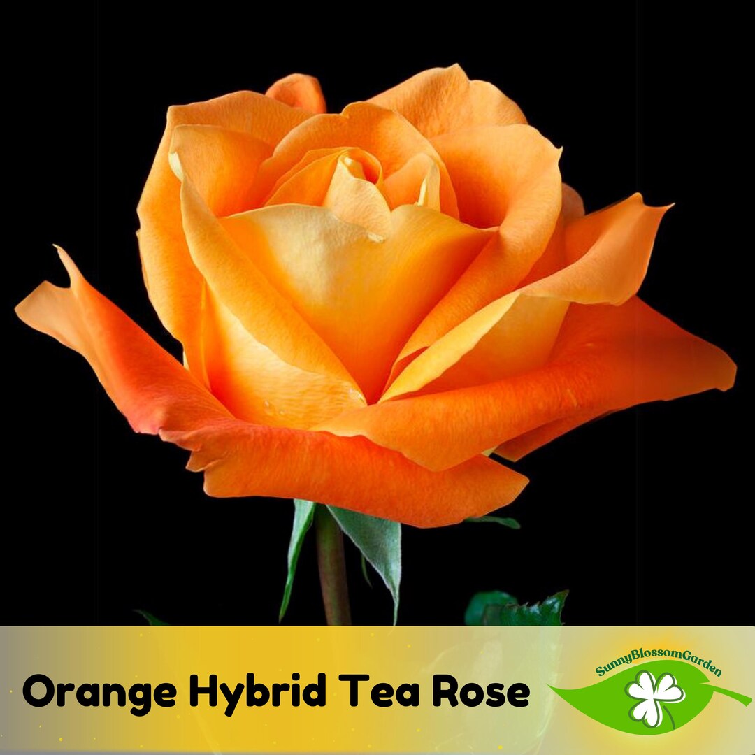 15+ Seeds| Orange Hybrid Tea Rose Seeds - Rosa - Perennial - Flowering ...