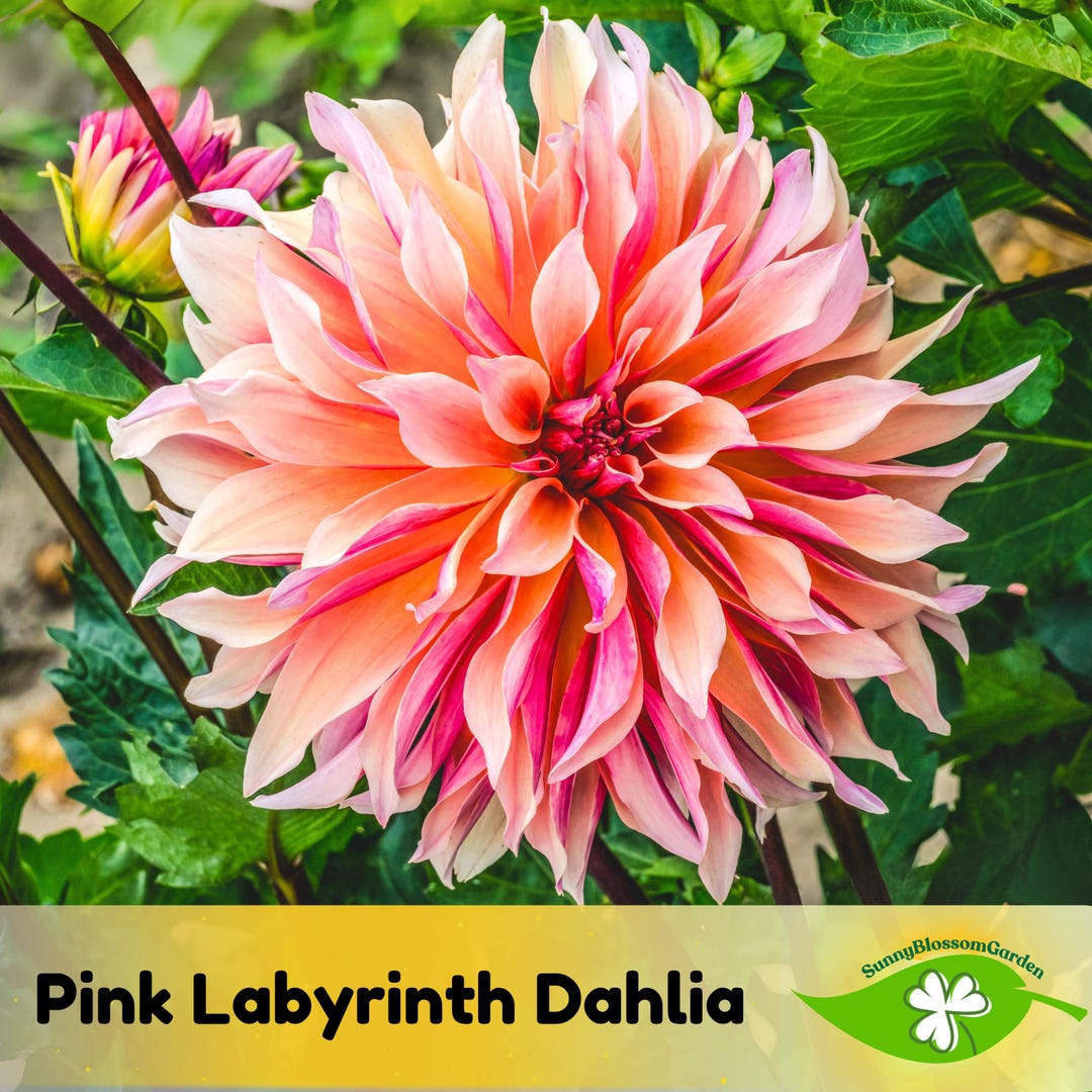 Labyrinth Dahlia Seeds: Pink Perennial Flower (20+ Seeds) - Etsy