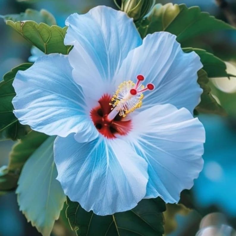 15+ Seeds| Elegant Blue Hibiscus Seeds - Bush & Shrub Seeds - Deciduous ...