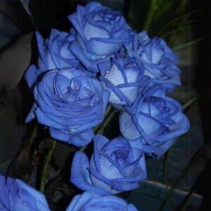 Light Blue Rose Seeds: Rare Perennial Flower Garden - Etsy