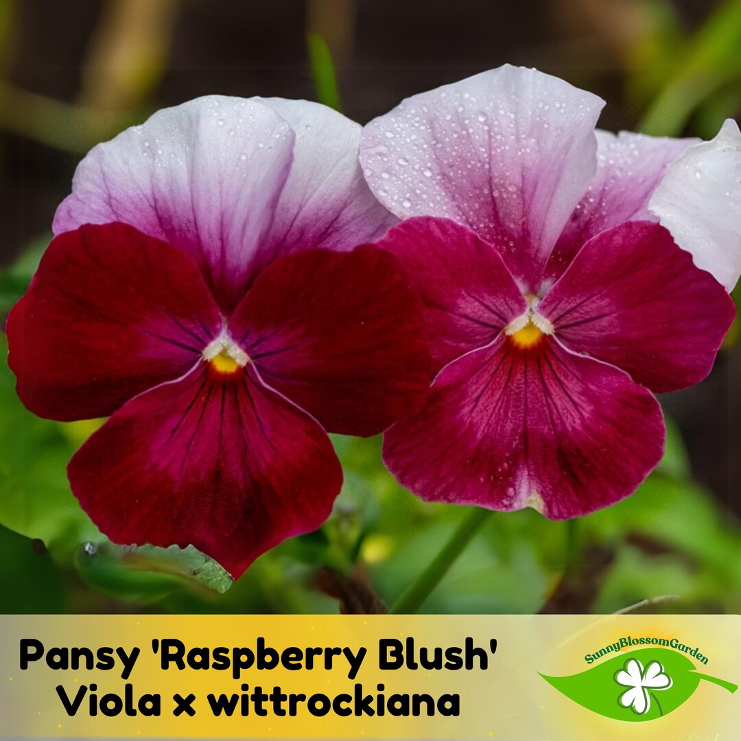 15+ Seeds| Pansy 'raspberry Blush' Viola X Wittrockiana Seeds -self ...