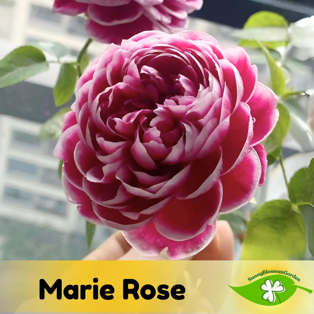 15+ Seeds| Marie Rose Seeds - Flower Seeds - Perennial - Rose Garden ...