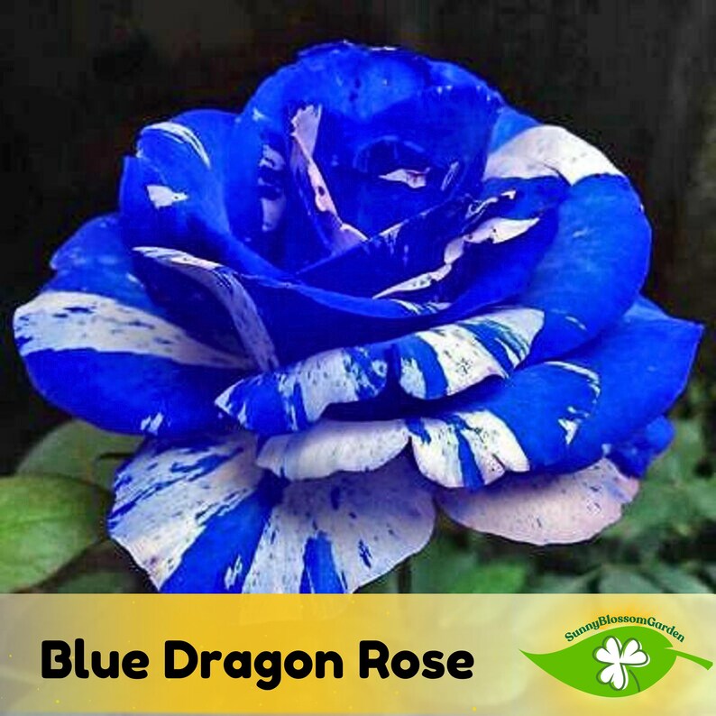 15+ Seeds| Blue Dragon Rose Seeds - Flower Seeds - Rose Garden ...