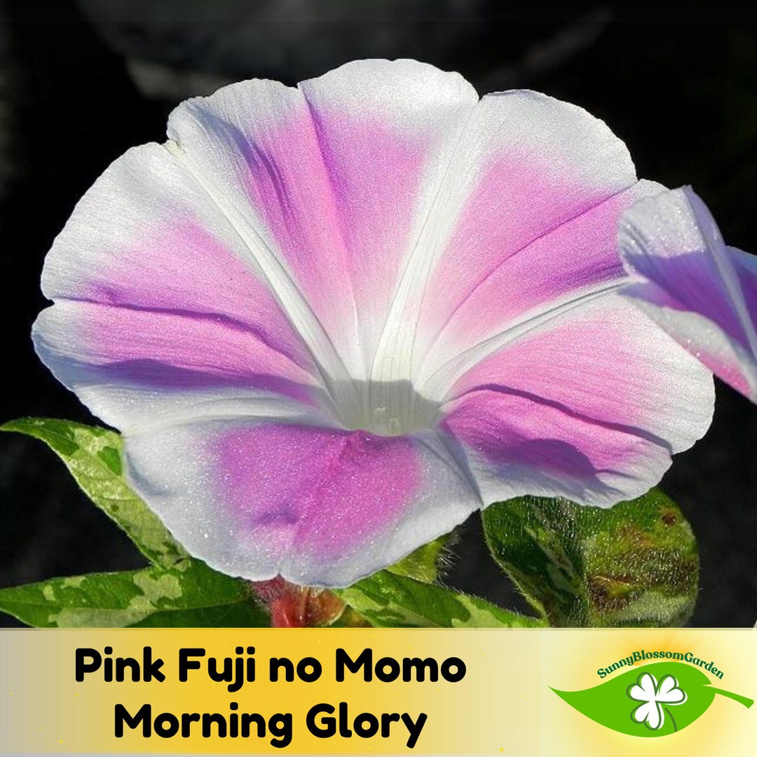 15+ Seeds| Light Pink Fuji No Momo Morning Glory Seeds- Vine Seeds ...