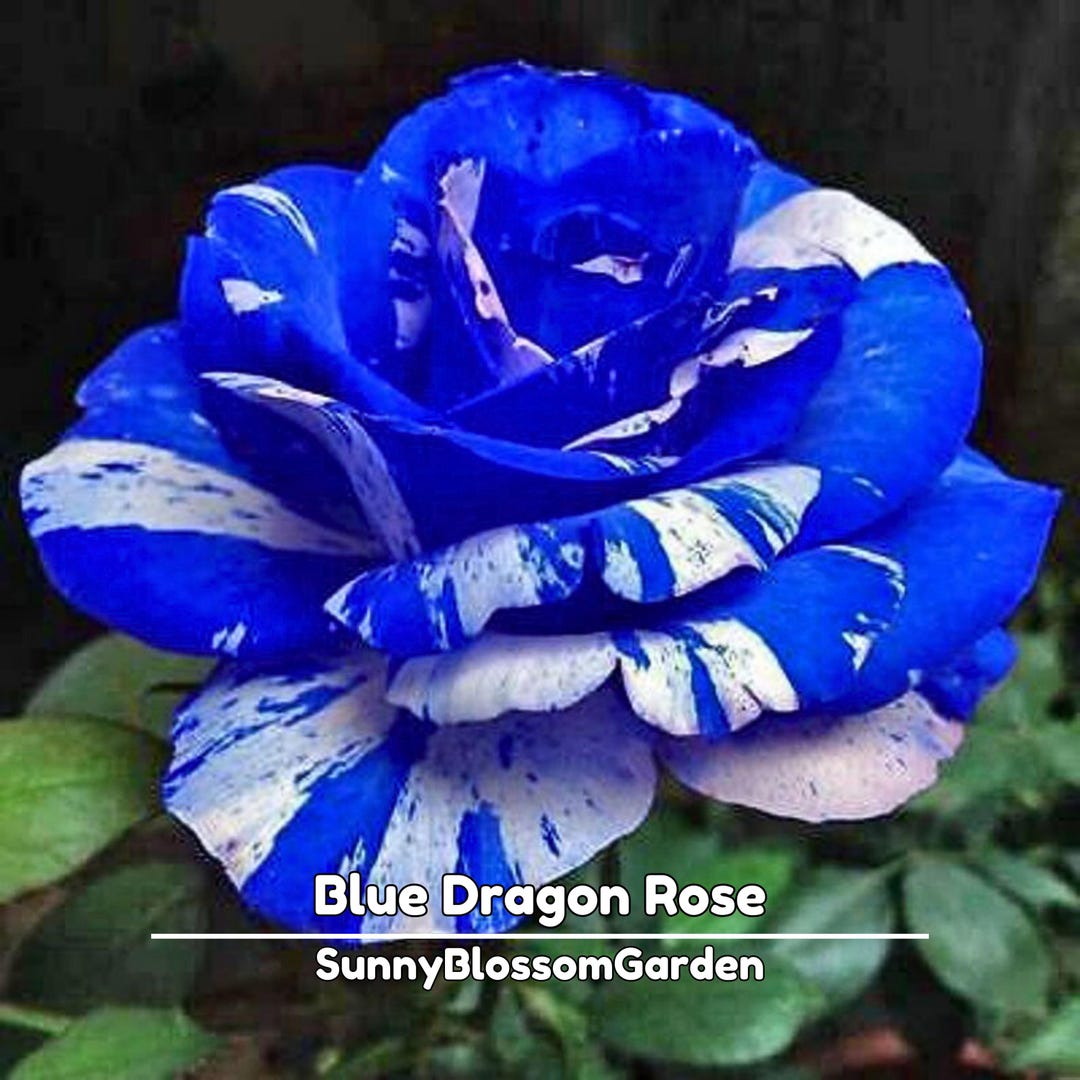 Blue Dragon Rose Seeds: Rare Perennial Flower Garden - Etsy