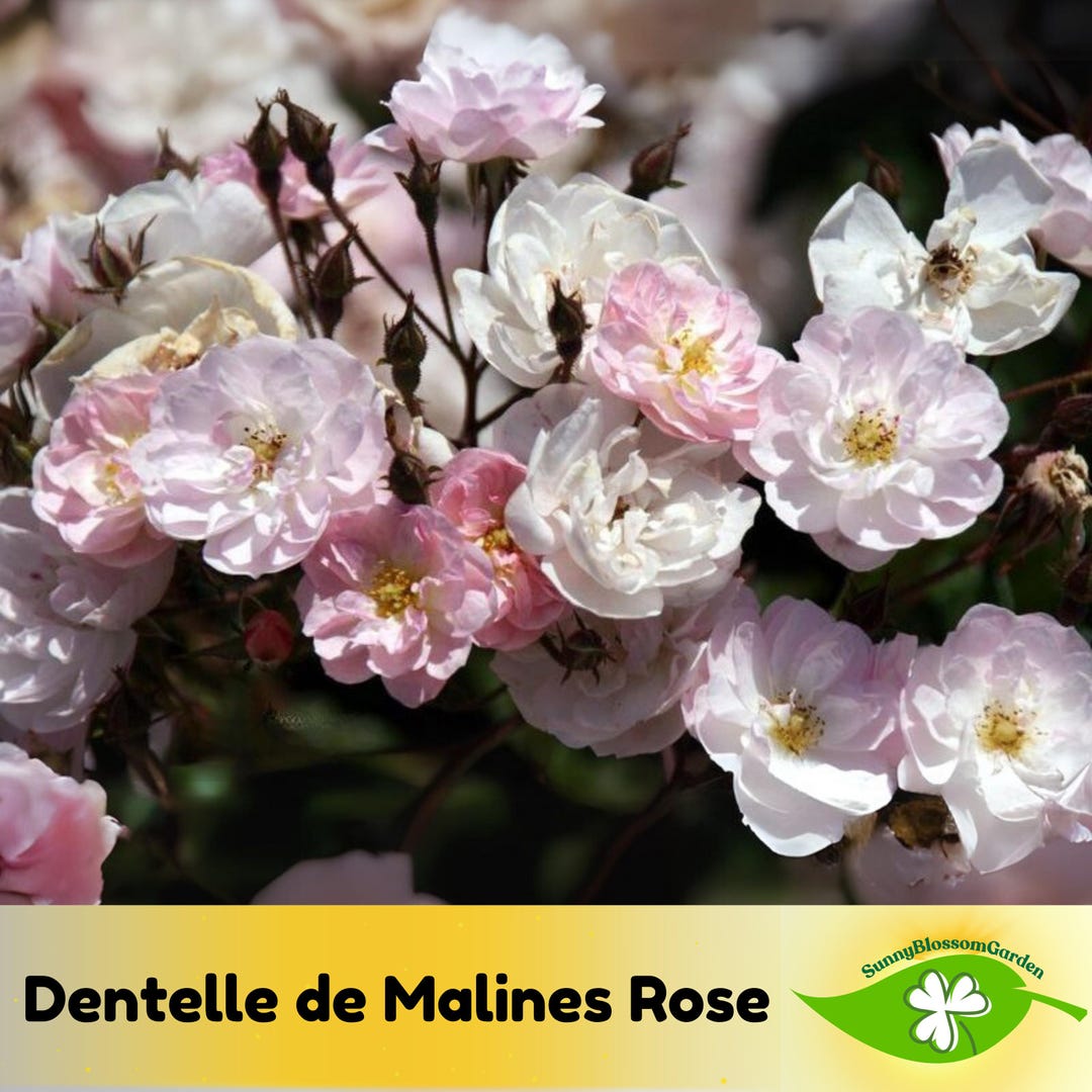 15+ Seeds| Dentelle De Malines Rose Seeds - Flowering - Rose Garden ...