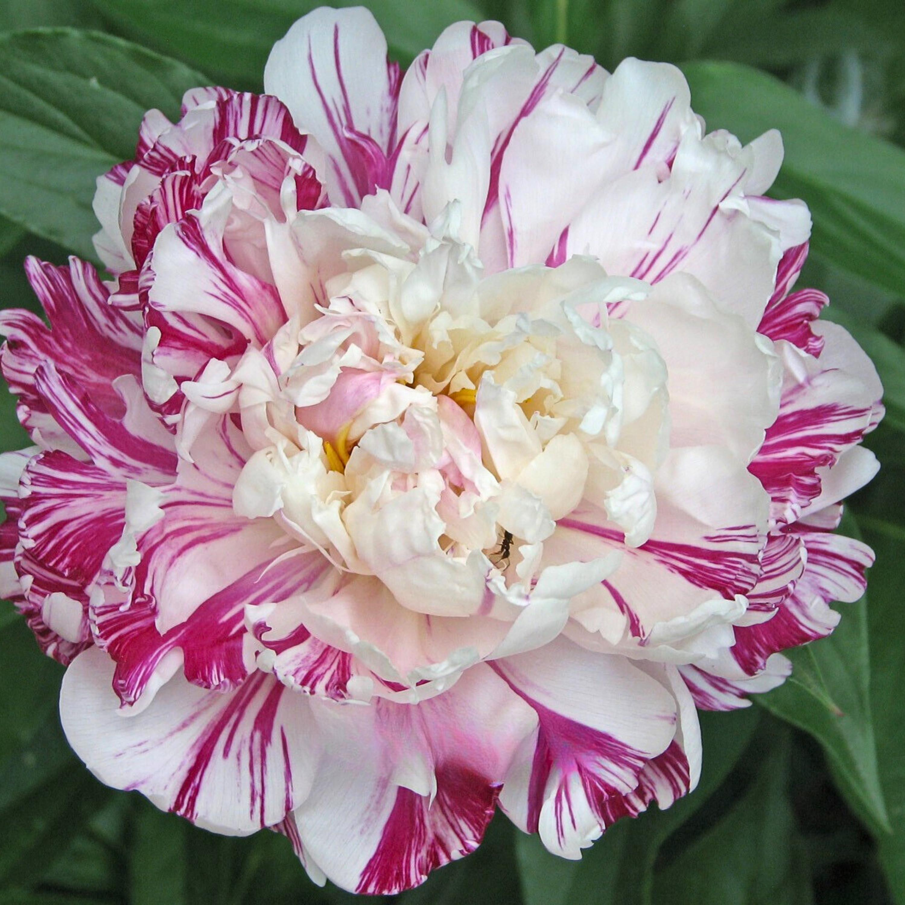5+ Seeds| Candy Stripe Peony Seeds - Peony Flower – Paeonia – Perennial ...
