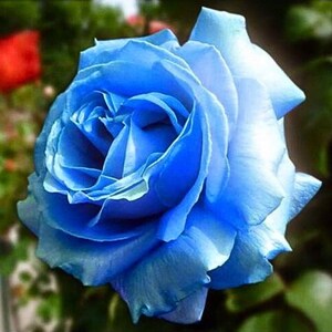 Light Blue Rose Seeds: Rare Perennial Flower Garden - Etsy