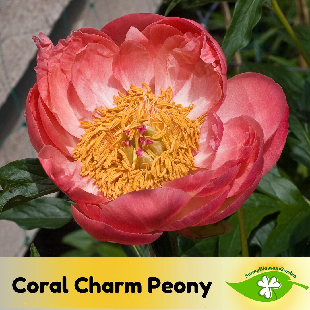5+ Seeds| Coral Charm Peony Seeds - Peony Flower – Paeonia – Perennial ...