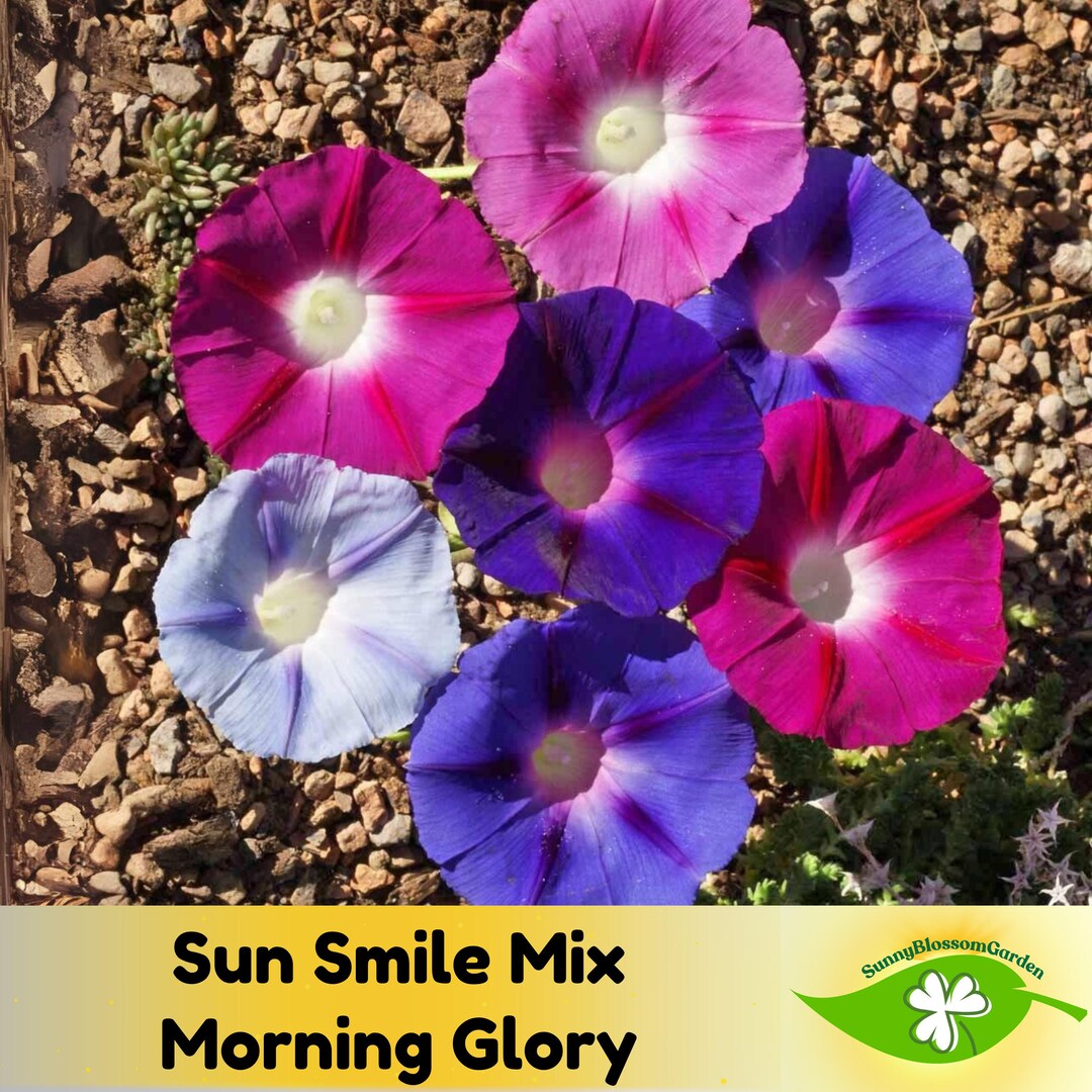 15+ Seeds| Sun Smile Mix Morning Glory Seeds - Vine Seeds- Fast Growing ...