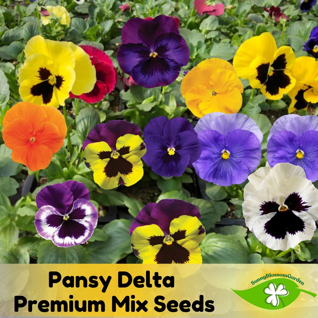 15+ Seeds| Pansy Delta Premium Mix Seeds -self-pollinating - Draft ...