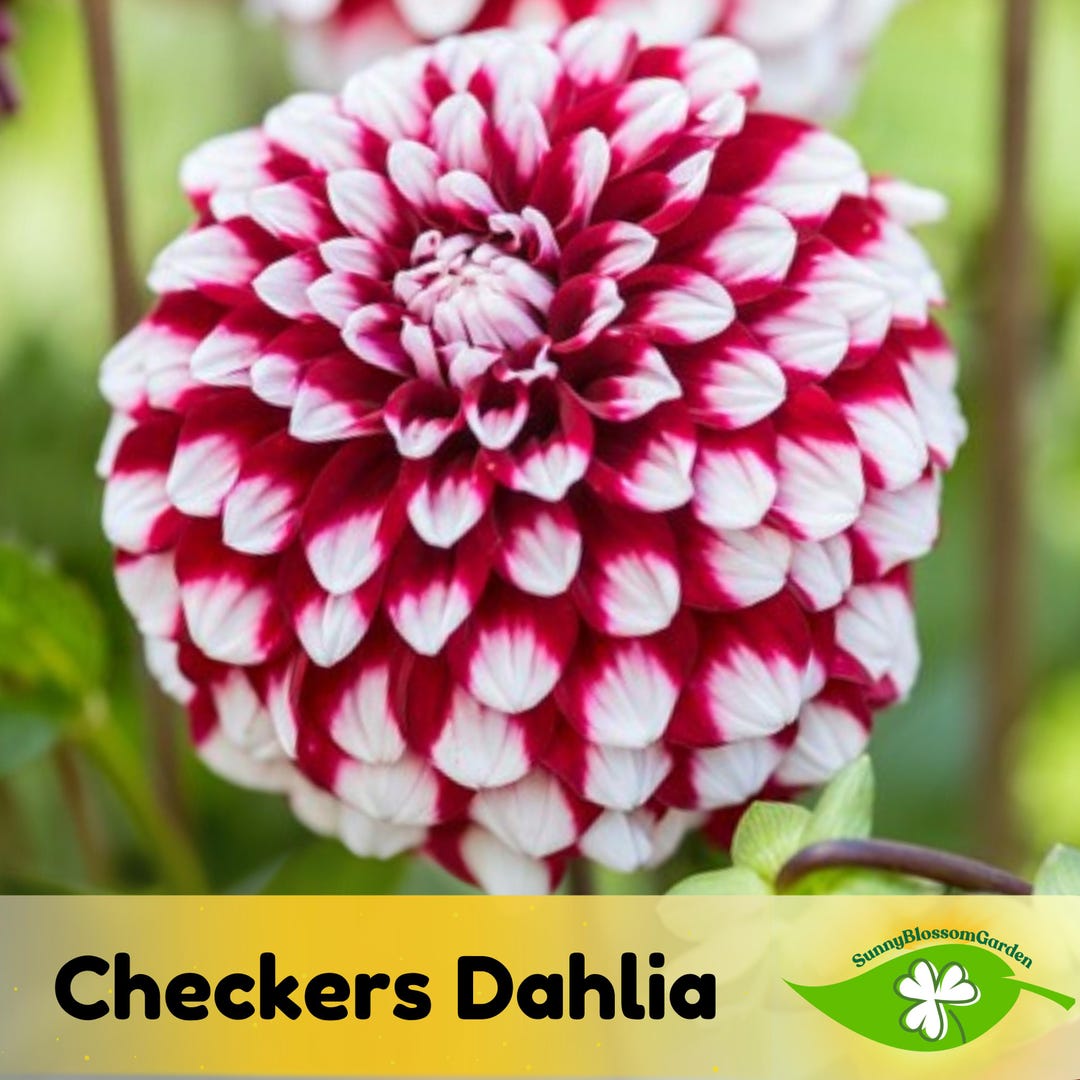Checkers Dahlia Seeds: Open-pollinated Heirloom Flower Seeds - Etsy